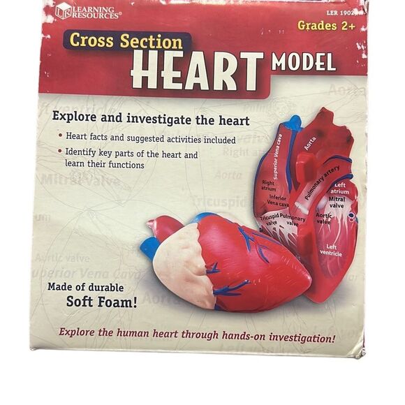 Learning Resources | Toys | Learning Resources Stem Crosssection Human Heart Model Soft Foam ...